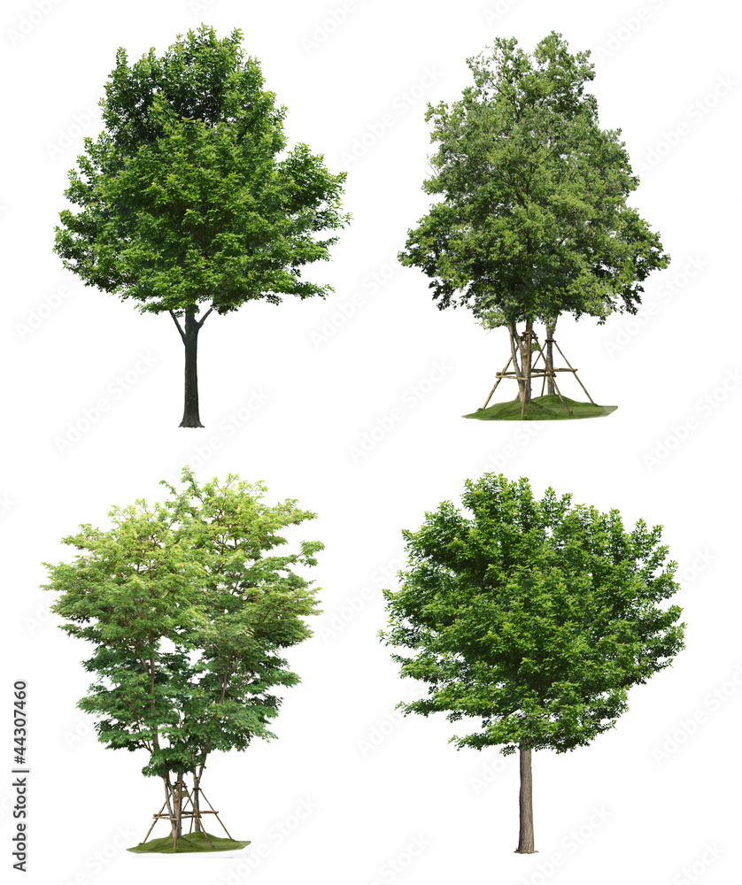 Collection tree plant isolated on white background Stock Photo | Adobe ...