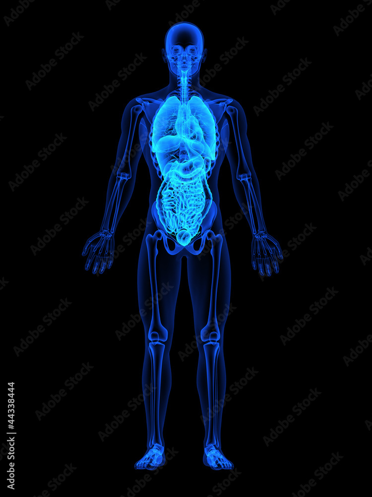 Human xray with focus on mid section internal organs Stock Illustration ...