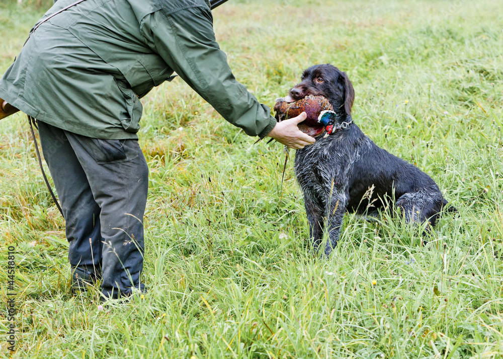 hunter with a dog at hunt Stock Photo | Adobe Stock