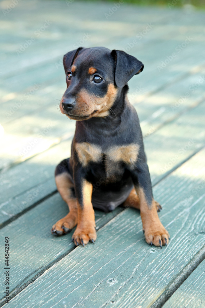 Blue Miniature Pinscher Puppies