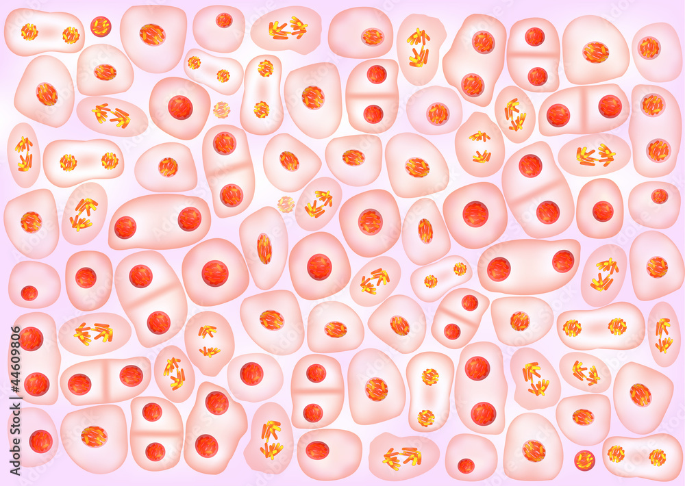 Cell division background Stock Vector | Adobe Stock