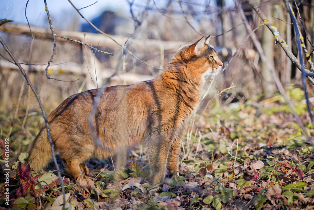 Red Somali Cat Outside