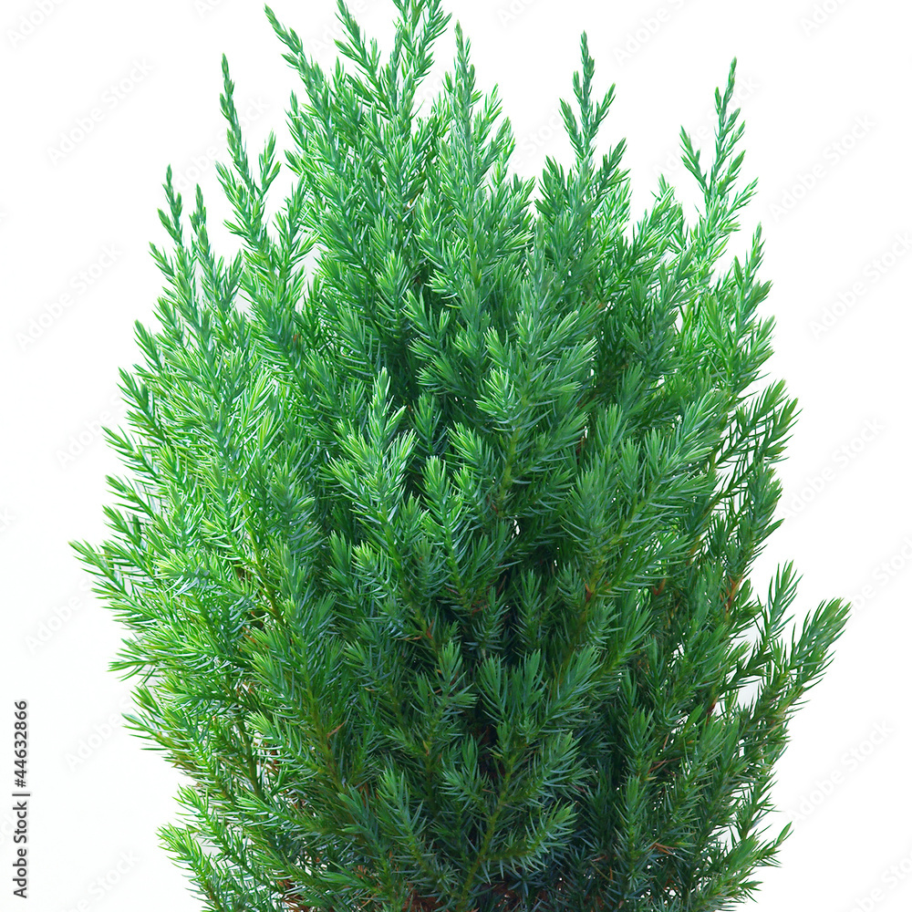 Juniper (Juniperus chinensis Stricta) Stock Photo | Adobe Stock