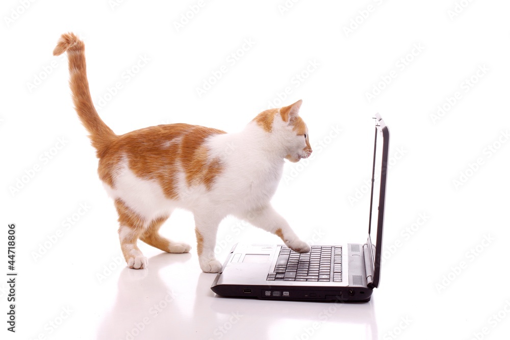Katze arbeitet am Laptop Stock-Foto | Adobe Stock