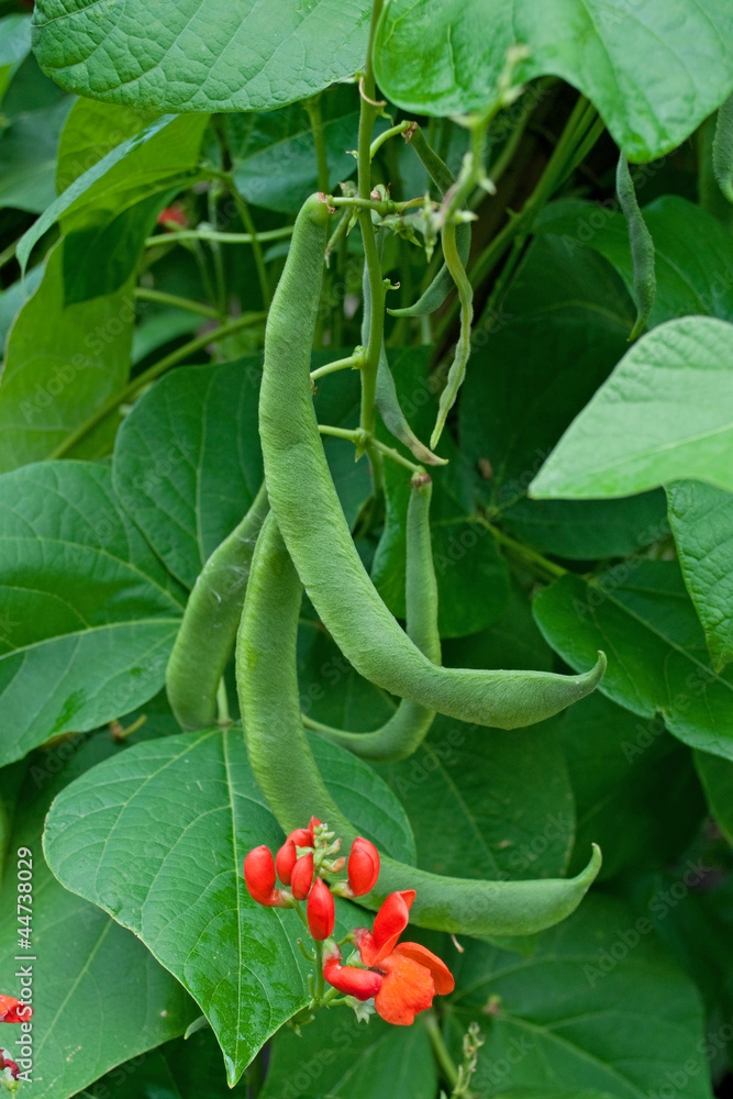 Feuerbohnen - Phaseolus coccineus Stock-Foto | Adobe Stock