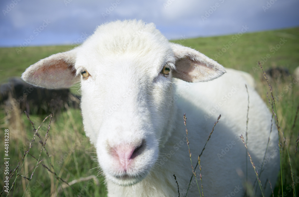 sheep in close up portrait Stock Photo | Adobe Stock