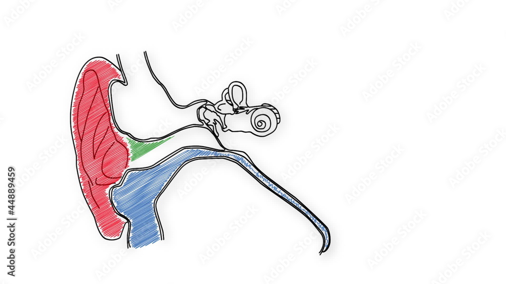 Human Ear structure animation illustration Stock Video | Adobe Stock