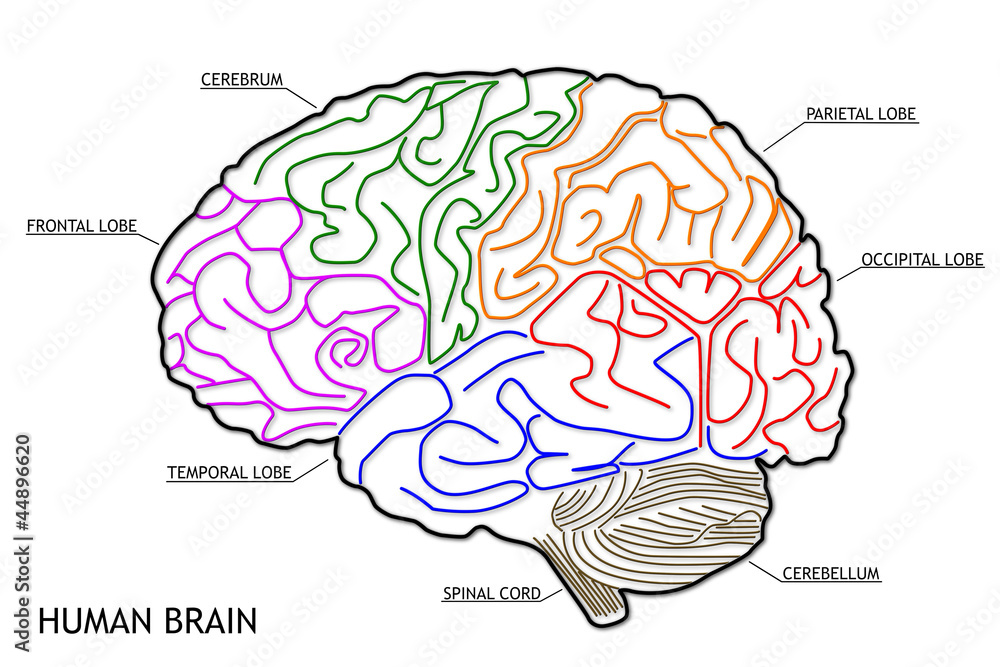 The human brain structure Stock Illustration | Adobe Stock
