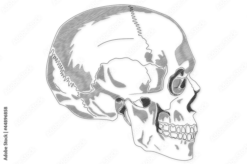 Human Skull structure animation illustration Stock Illustration | Adobe ...