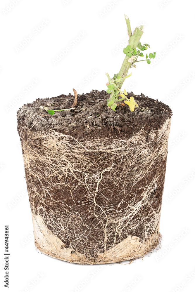 Broken tomato plant roots in soil Stock Photo | Adobe Stock