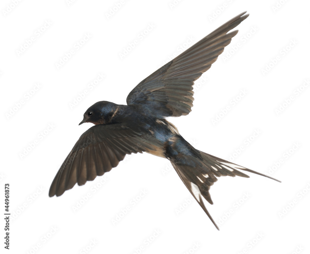 Barn Swallow, Hirundo rustica, flying against white background Stock ...