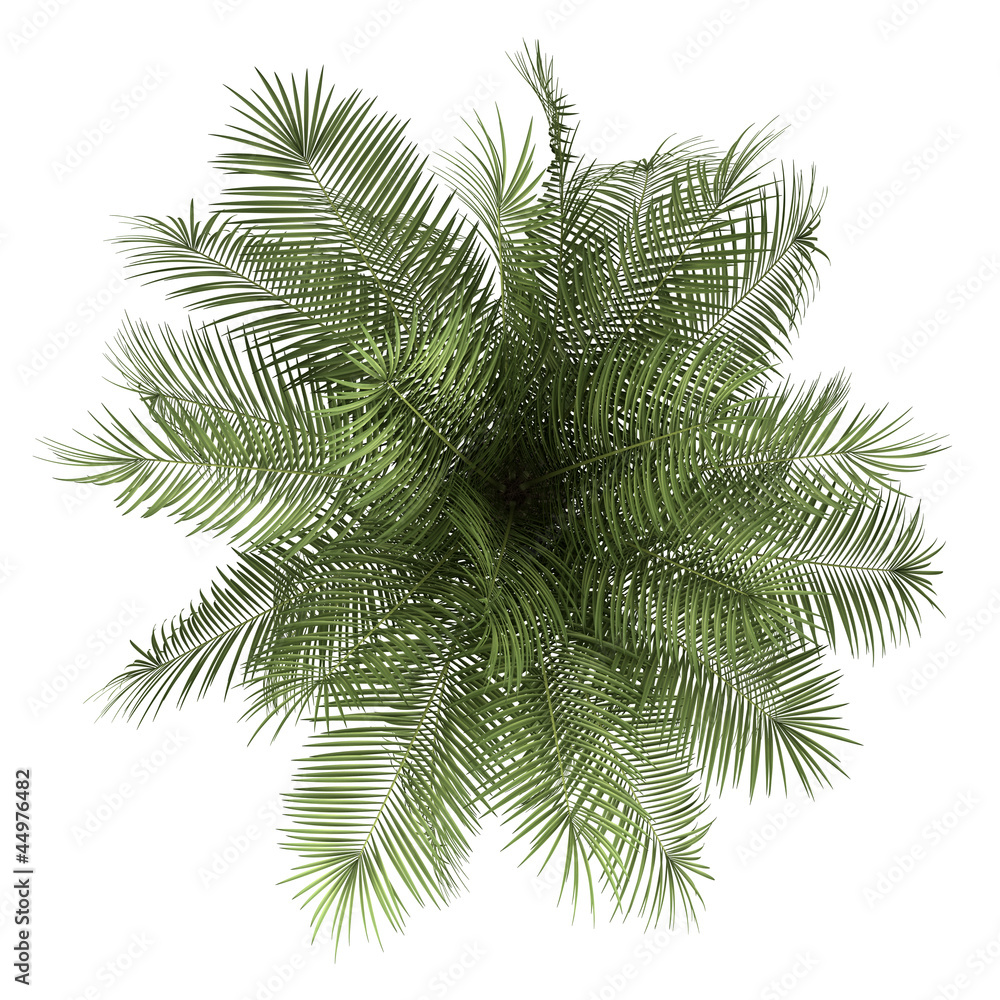 top view of palm tree isolated on white background Stock Illustration ...