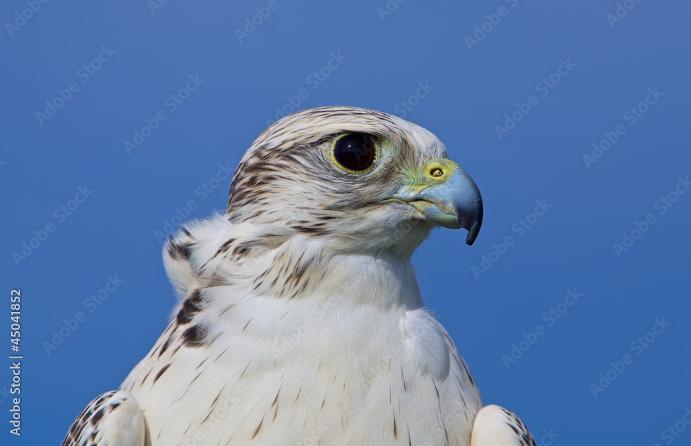 Head of a white Falcon bird of prey. Stock Photo | Adobe Stock