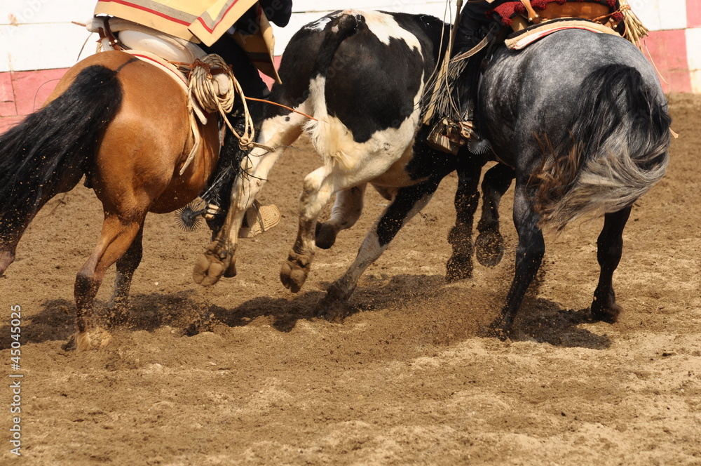 rodeo - rodeo de criaderos durante la fiestas patrias de chile Stock ...