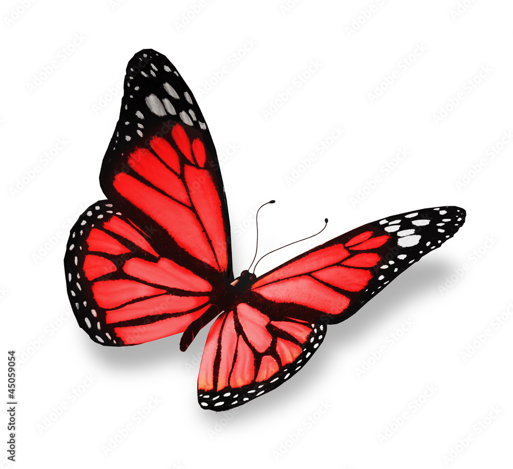 Red butterfly, isolated on white background Stock Illustration | Adobe ...