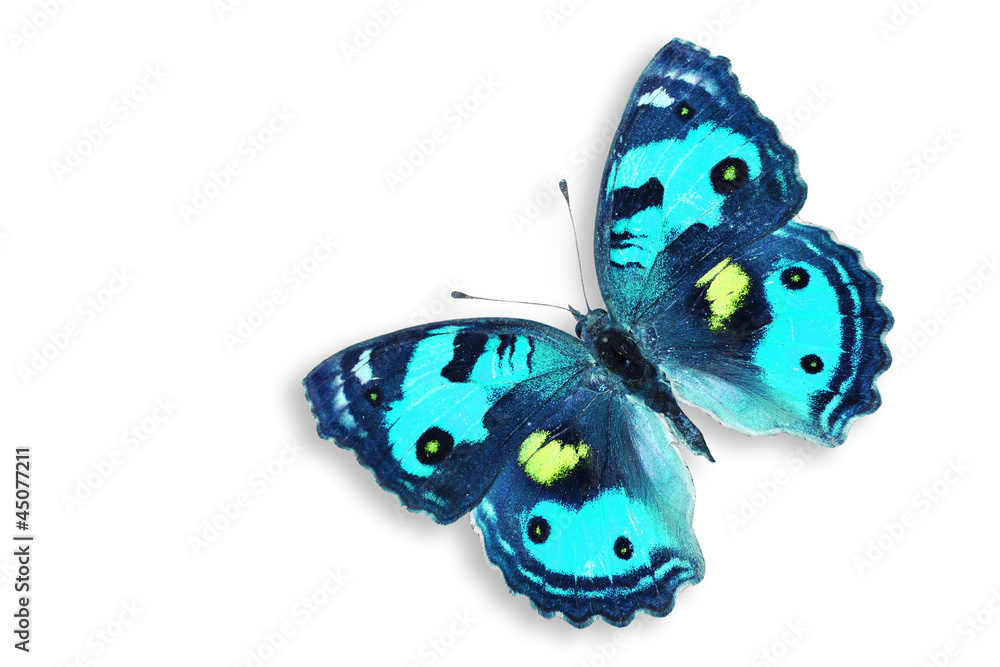 Blue Pancy Butterfly Stock Photo | Adobe Stock