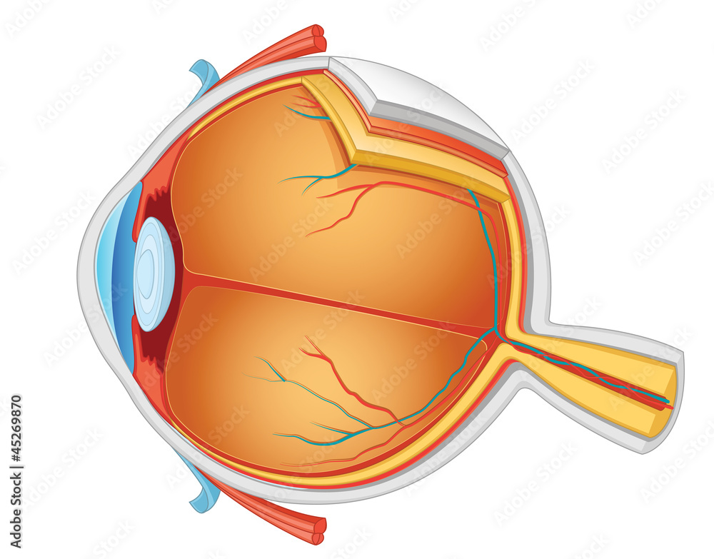 Eye anatomy vector illustration Stock Vector | Adobe Stock