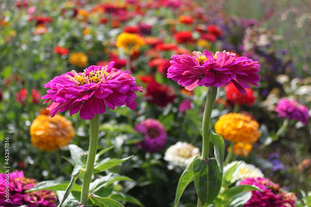 Astern Stock Photo | Adobe Stock