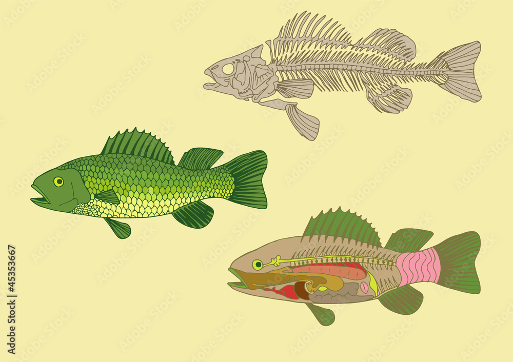 zoology, anatomy of fish , cross-section and skeleton Stock Vector ...