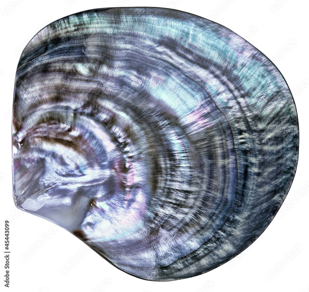 Big colorful seashell Stock Photo | Adobe Stock