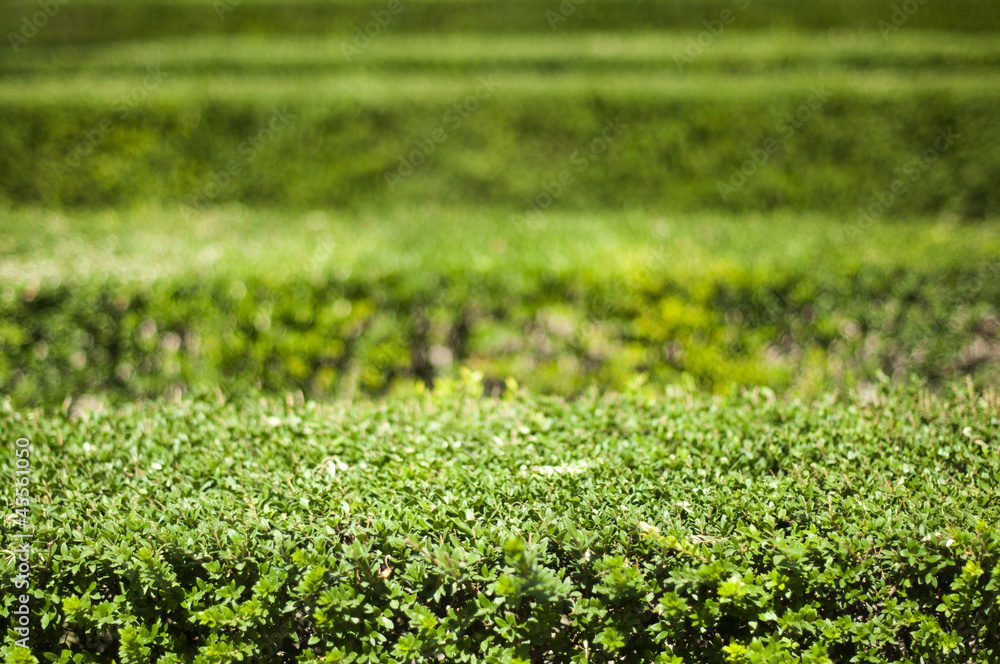 Green background of garden shrubs Stock Photo | Adobe Stock
