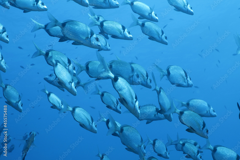 banco pesci saraghi liguria Stock Photo | Adobe Stock