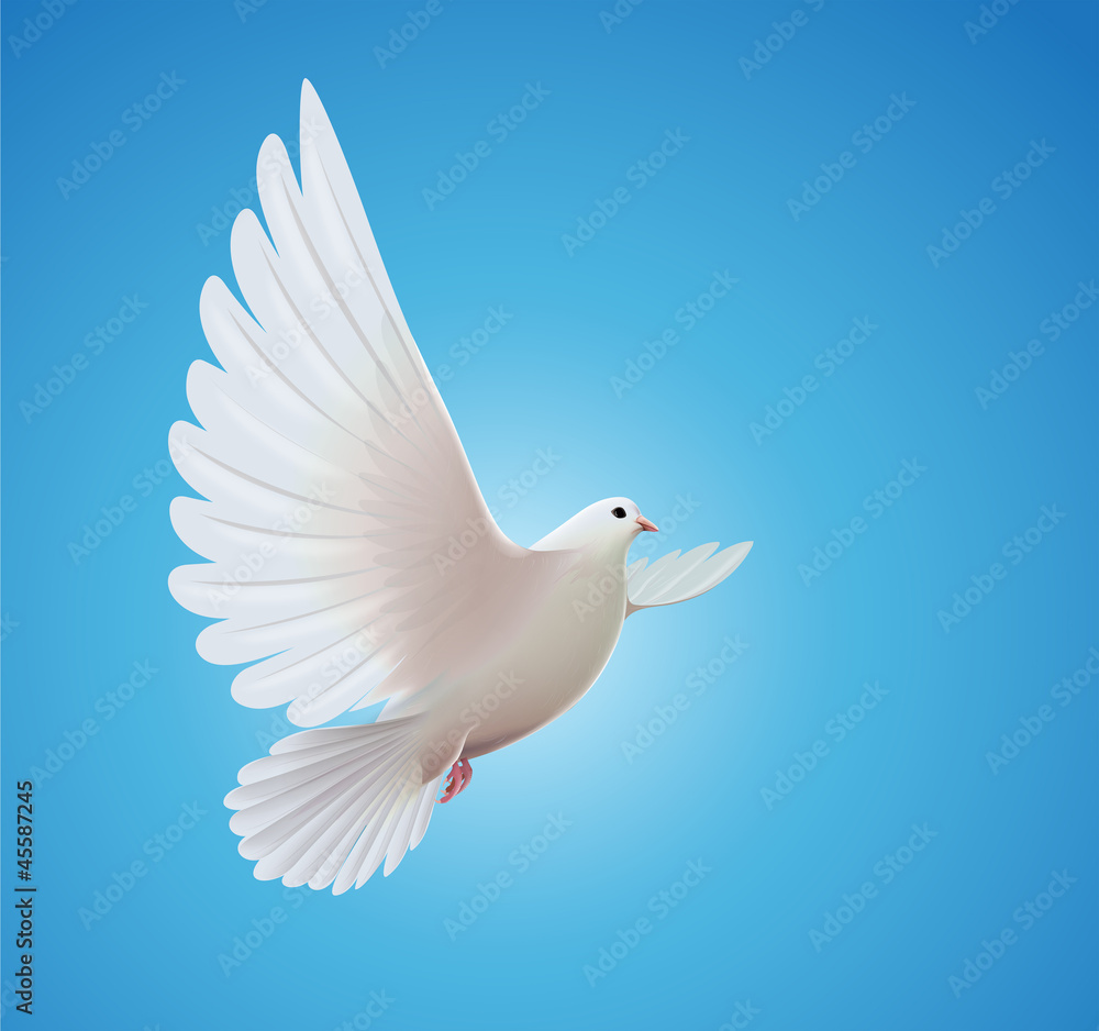 white dove Stock Vector | Adobe Stock