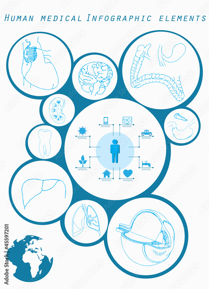 human infographic- internal organs Stock Vector | Adobe Stock