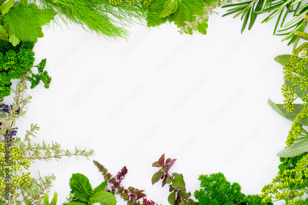 Herbs frame over white background Stock Photo | Adobe Stock