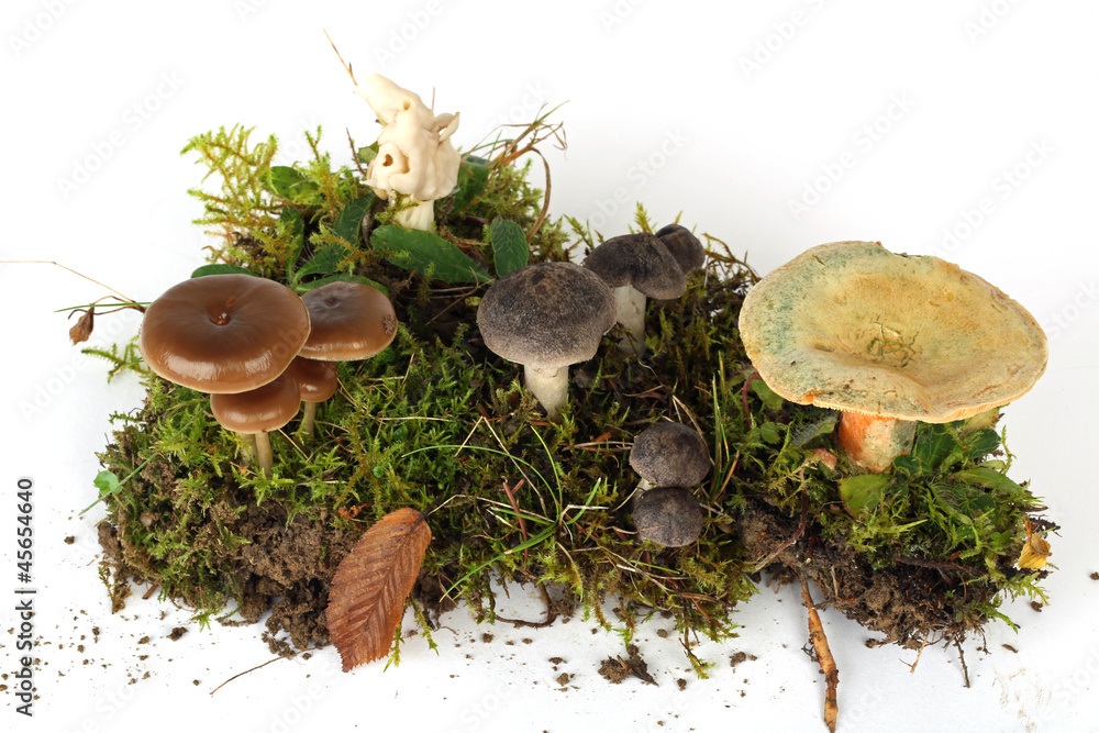 Verschiedene Pilzsorten Stock-Foto | Adobe Stock