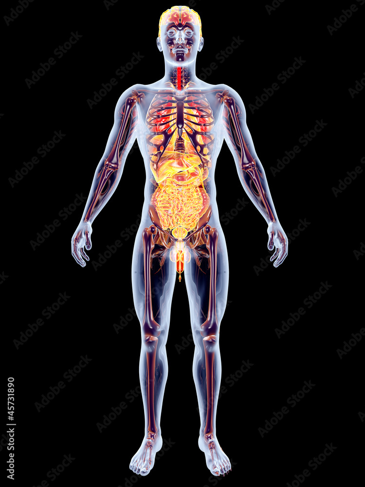 Menschliche Organe Stock-Illustration | Adobe Stock