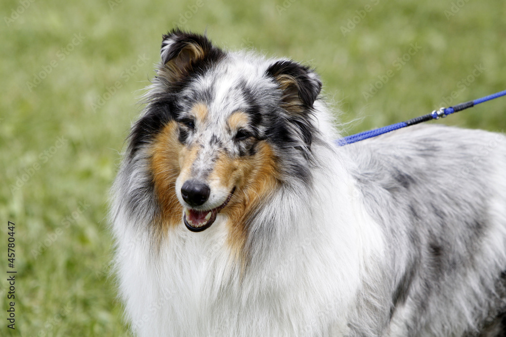 Langhaar Collie bei einer Hundeausstellung Stock-Foto | Adobe Stock