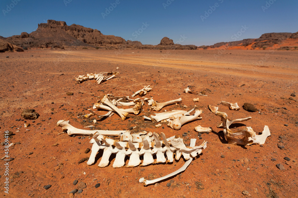 Animal bones in the desert Stock Photo | Adobe Stock