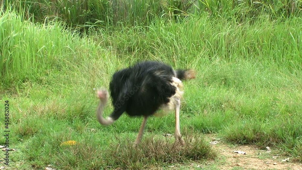 Ostrich running. Stock Video | Adobe Stock