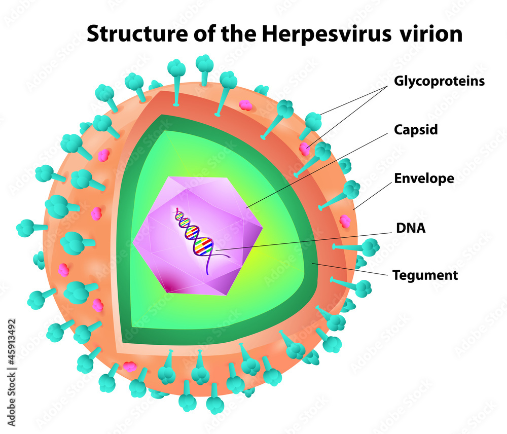 Herpes Virus Model