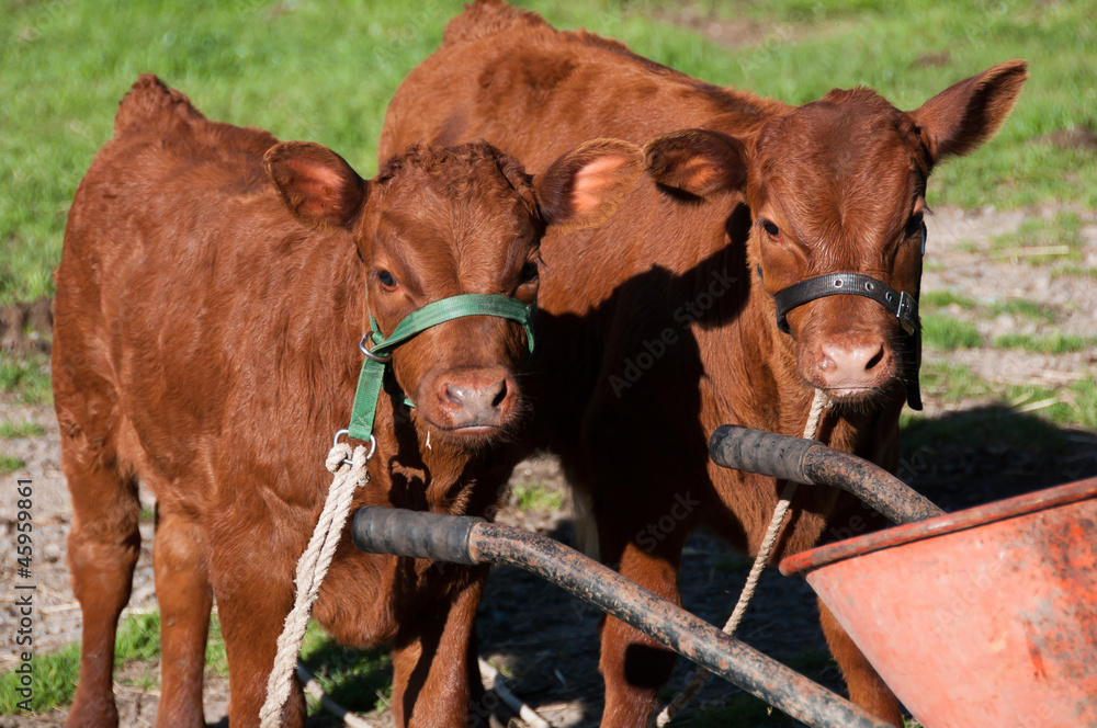 Two young calves Stock Photo | Adobe Stock