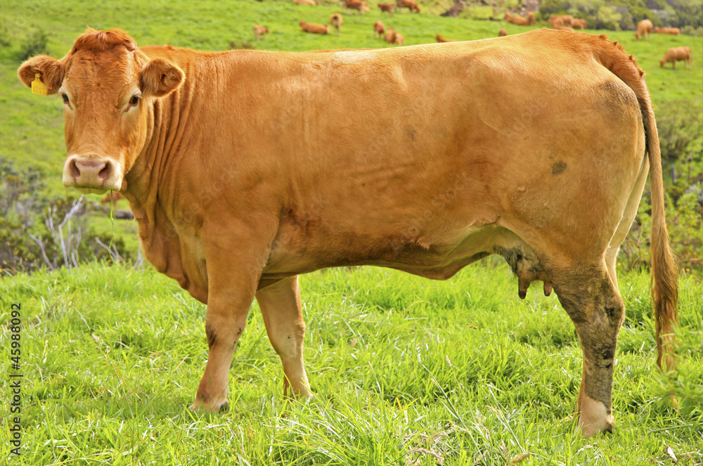 vache limousine Stock Photo | Adobe Stock