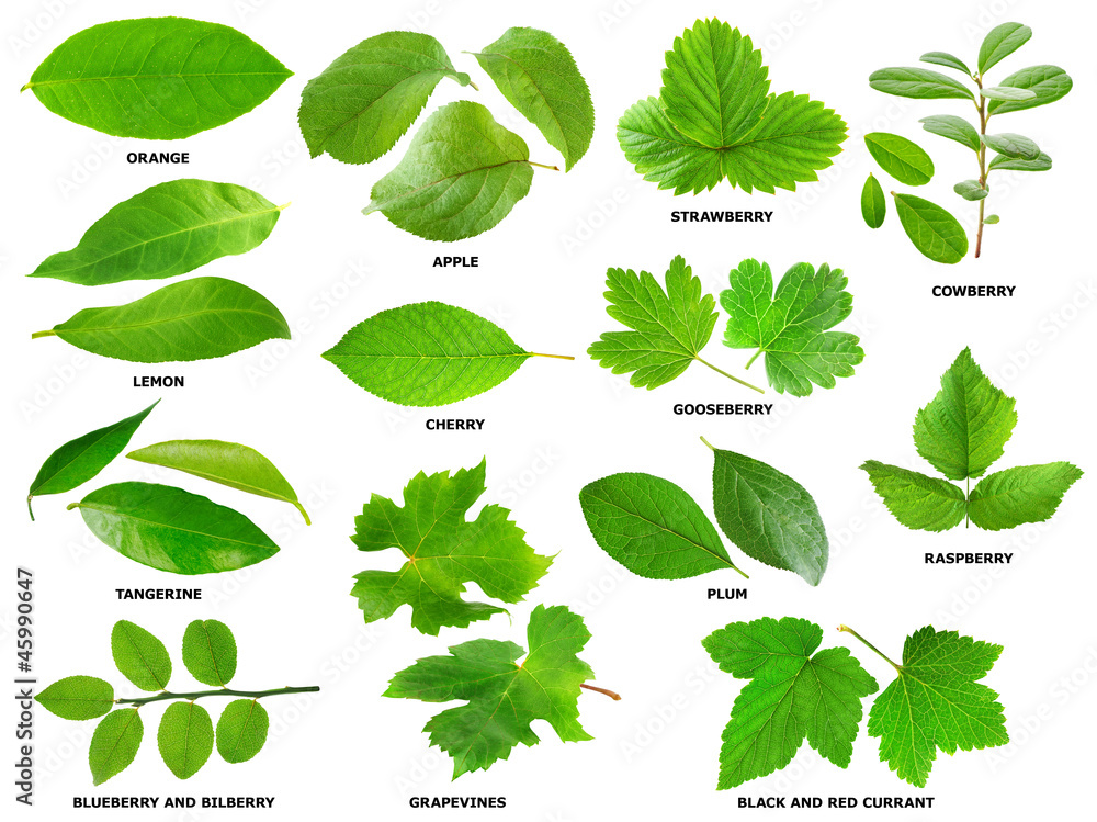 Isolated leaf collection. Various green leaves of fruit and berry ...