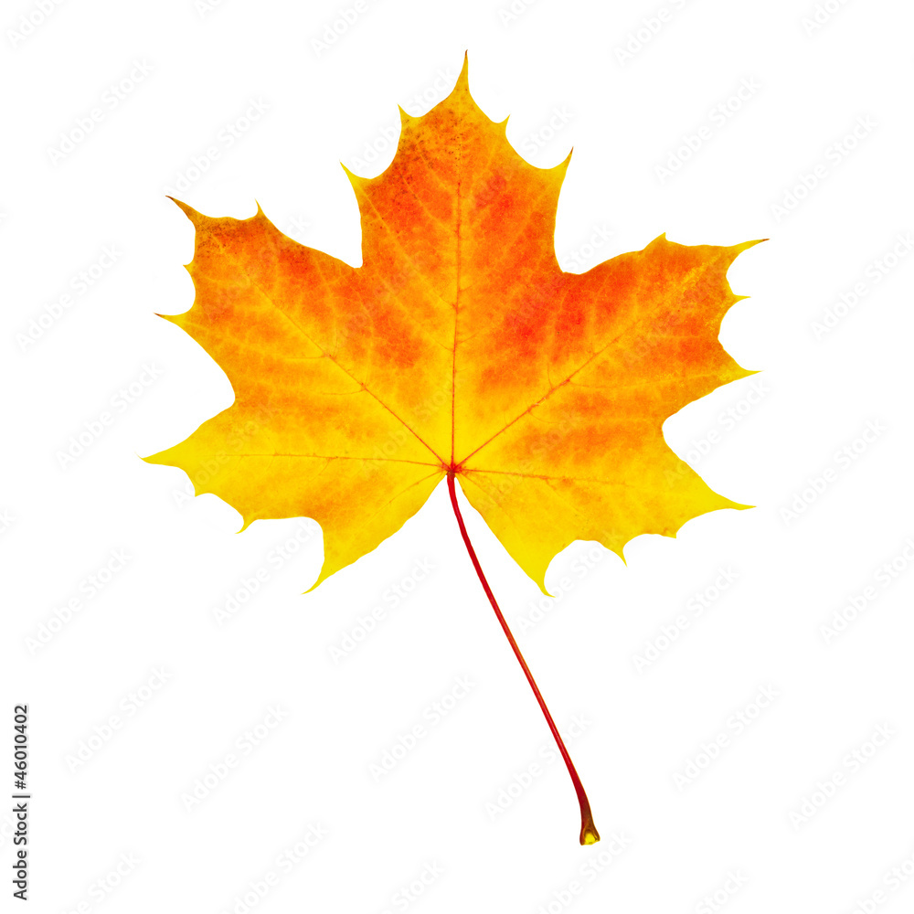 Verfärbtes Herbstblatt Stock-Foto | Adobe Stock