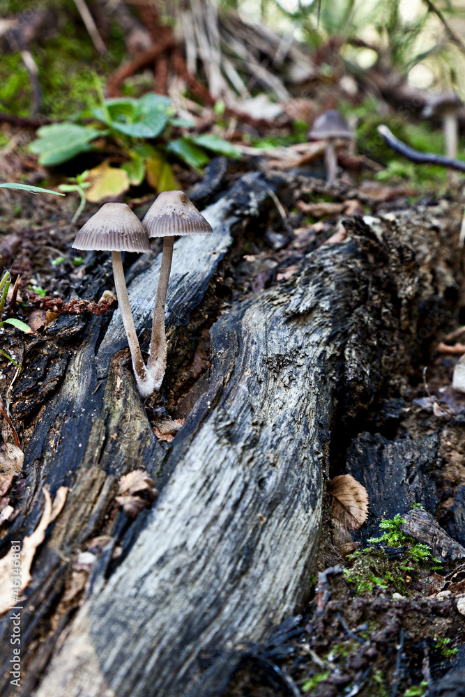 Foto Stock Funghi nel bosco | Adobe Stock