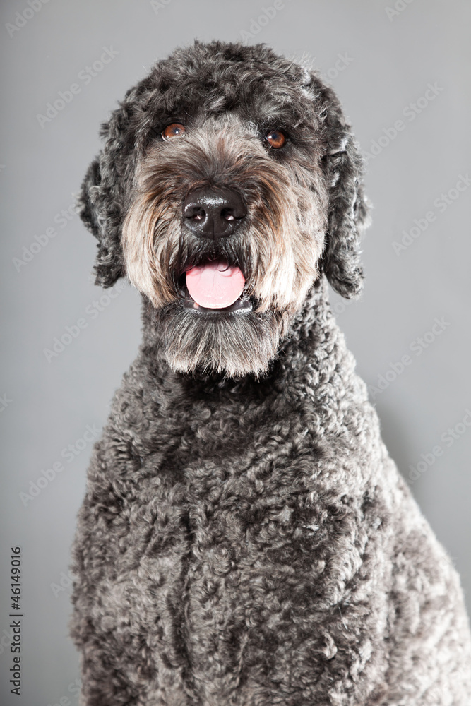 Grey labradoodle dog isolated on grey background. Anti allergy. Stock ...