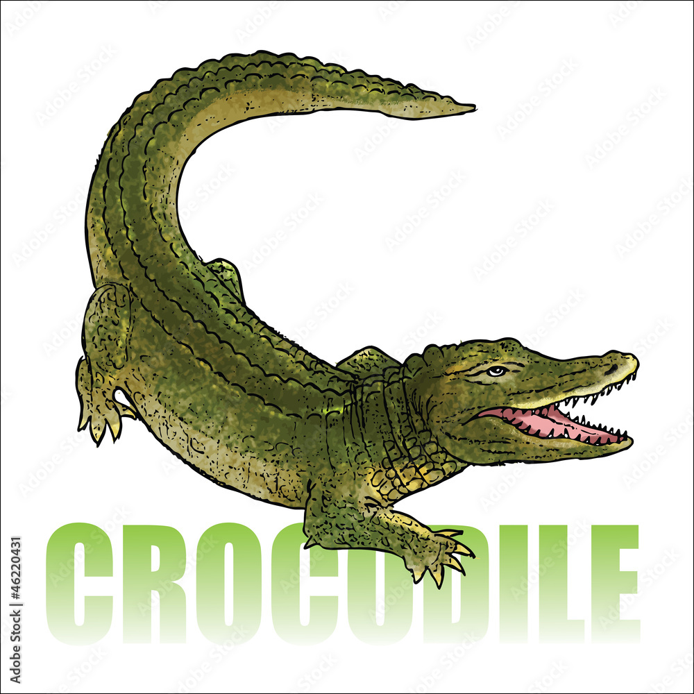 Crocodile - alligator - vector illustration Stock Vector | Adobe Stock