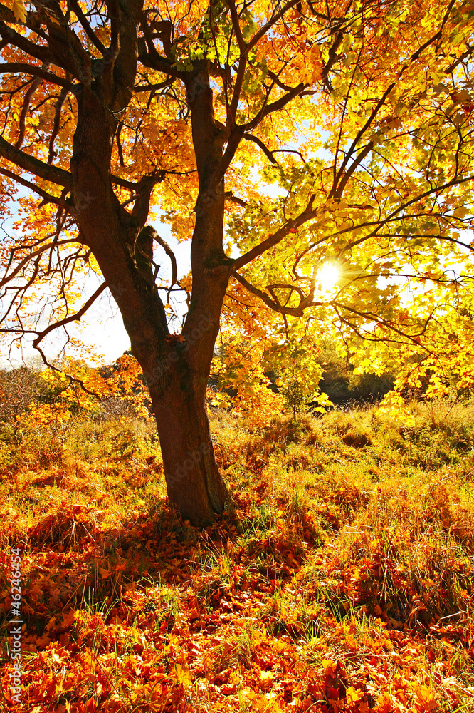 Beautiful autumnal maple tree Stock Photo | Adobe Stock