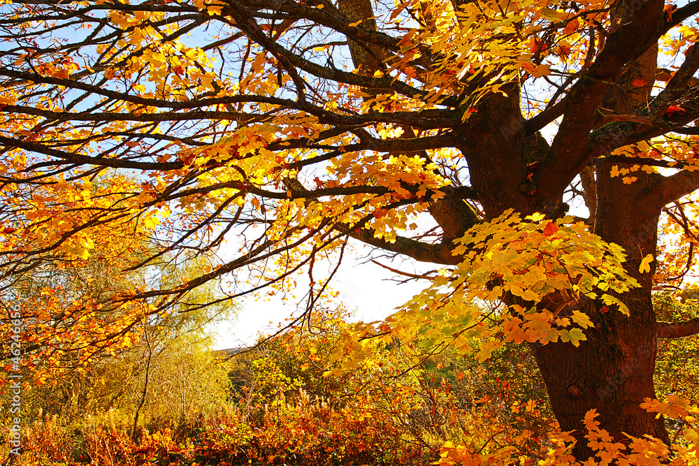 Beautiful Autumnal maple tree close up Stock Photo | Adobe Stock