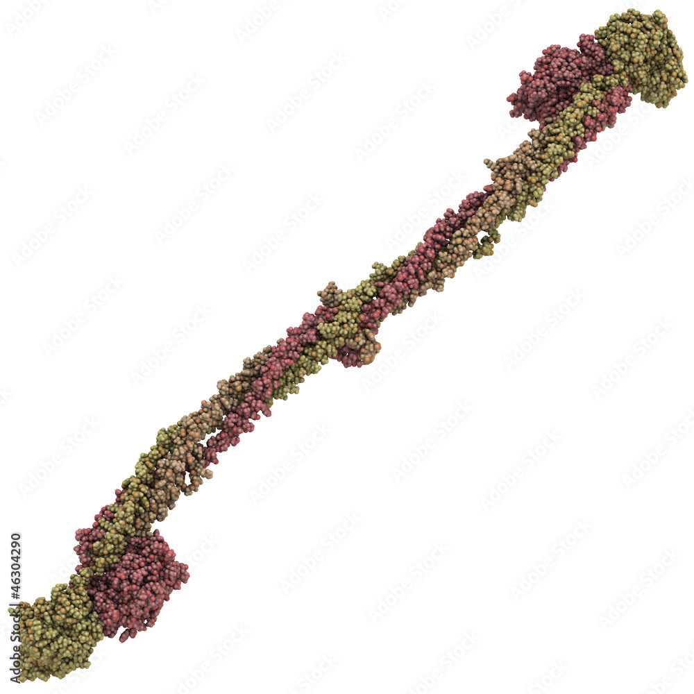 Fibrinogen, chemical structure Stock Illustration | Adobe Stock