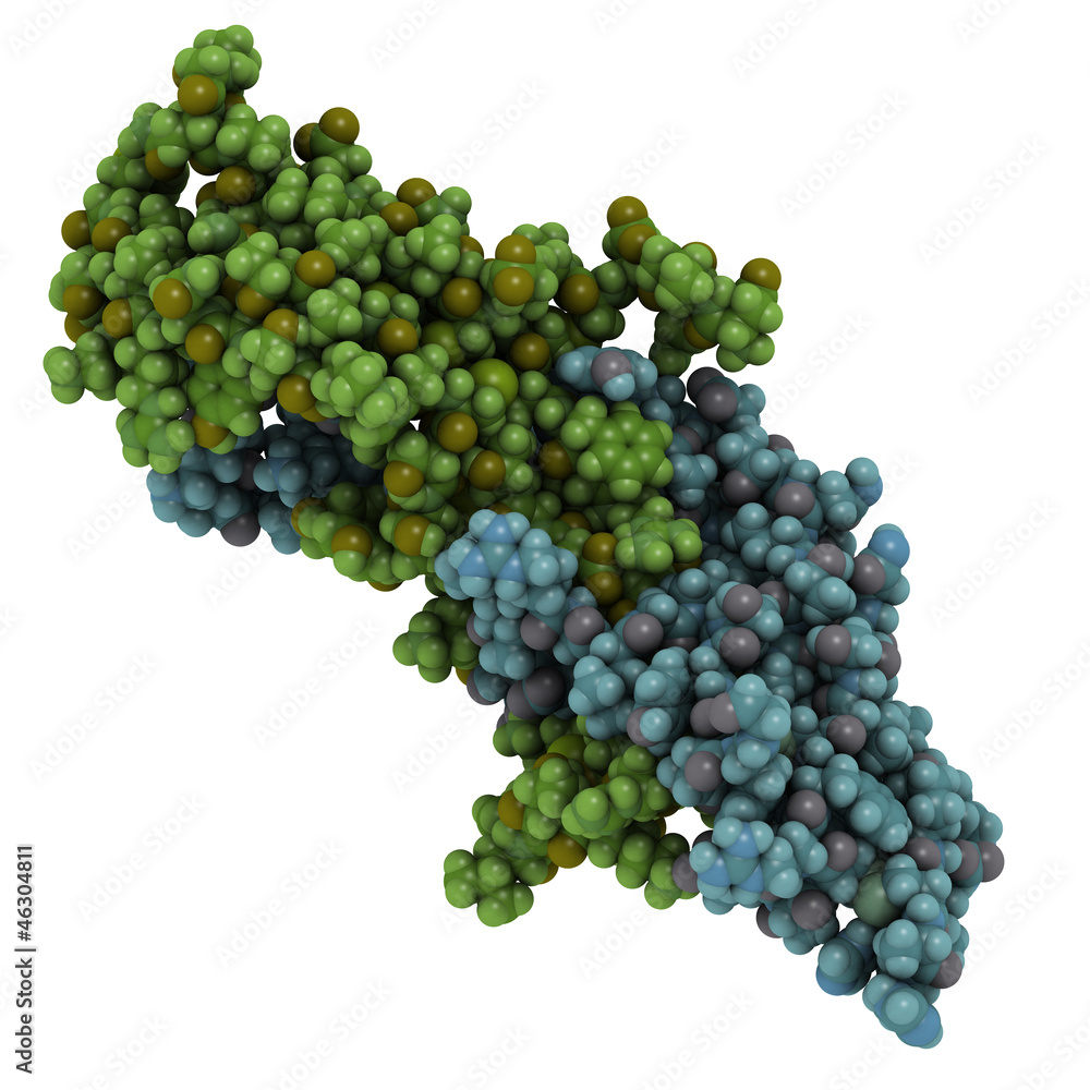 Follicle-stimulating hormone (FSH) molecule, chemical structure Stock ...