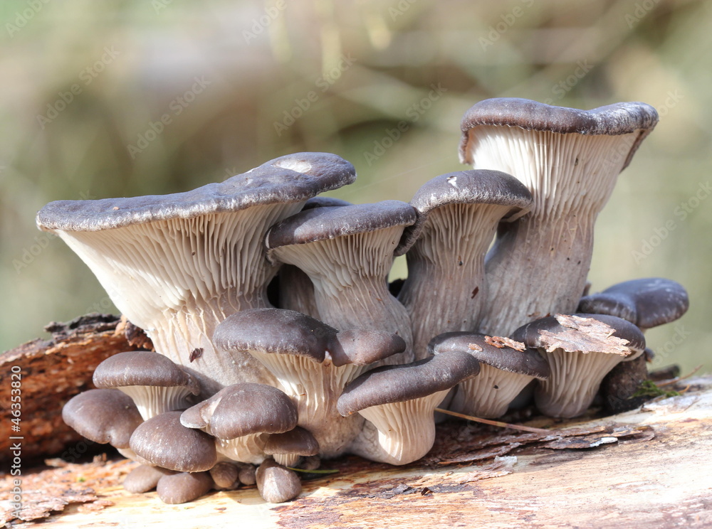 Austern-Seitling (Pleurotus ostreatus) Stock-Foto | Adobe Stock