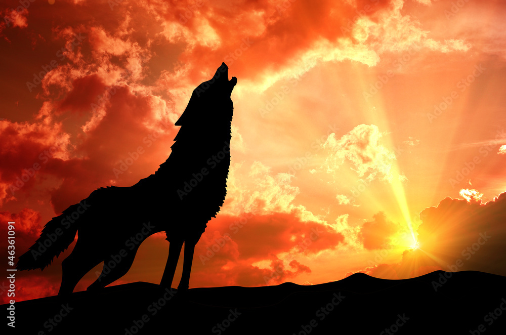 lone wolf howling at the sunset Stock Photo | Adobe Stock