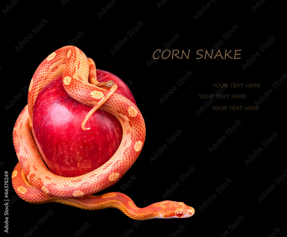 Snake with apple Stock Photo | Adobe Stock