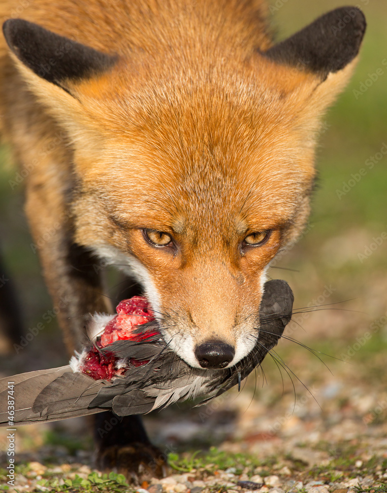 Red fox holding his prey Stock Photo | Adobe Stock